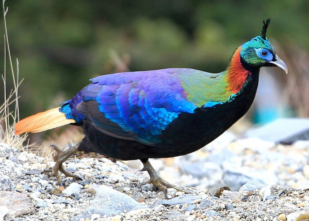 Flora and Fauna of Himalayas, Nepal - Asian Heritage